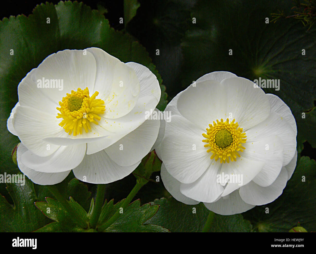 New zealand mountain buttercup hi-res stock photography and images - Alamy