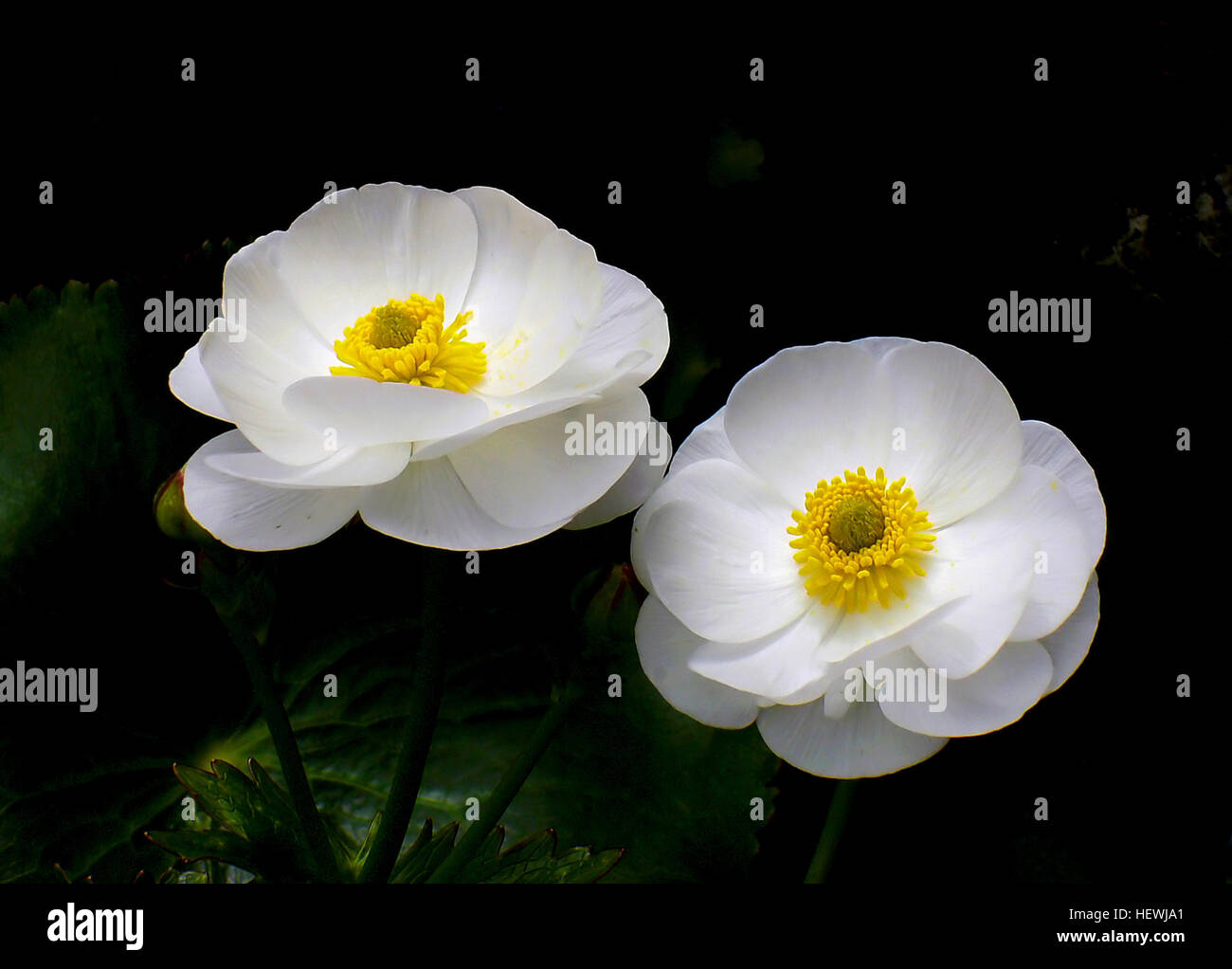 The Mount Cook lily, a well-known alpine plant in New Zealand, is ...