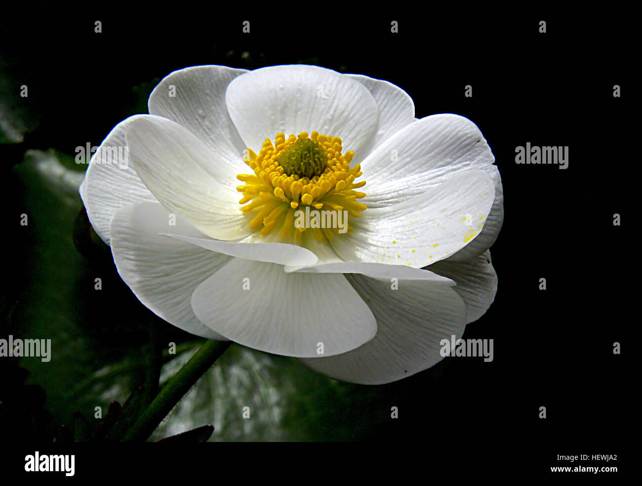 The Mount Cook lily, New Zealand's largest buttercup, grows over a ...