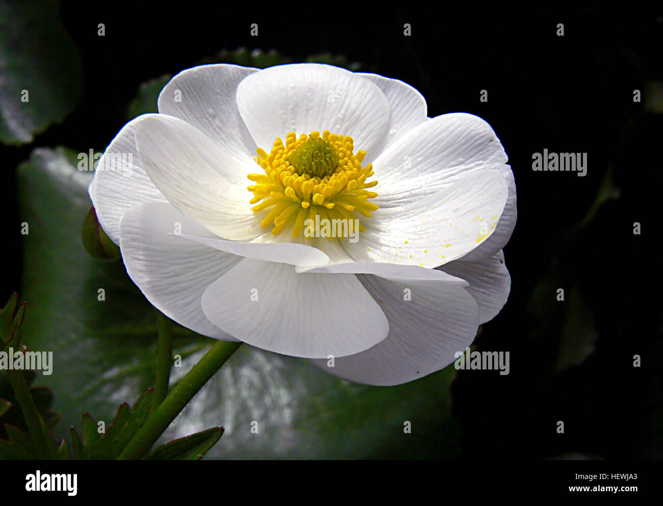 Ranunculus lyallii, also known as Mount Cook Lily, is a flower species ...