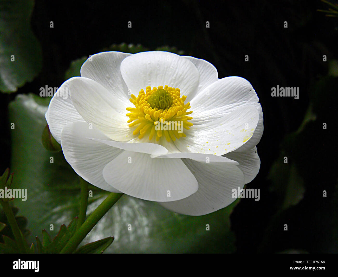 White lily flower parts hi-res stock photography and images - Alamy