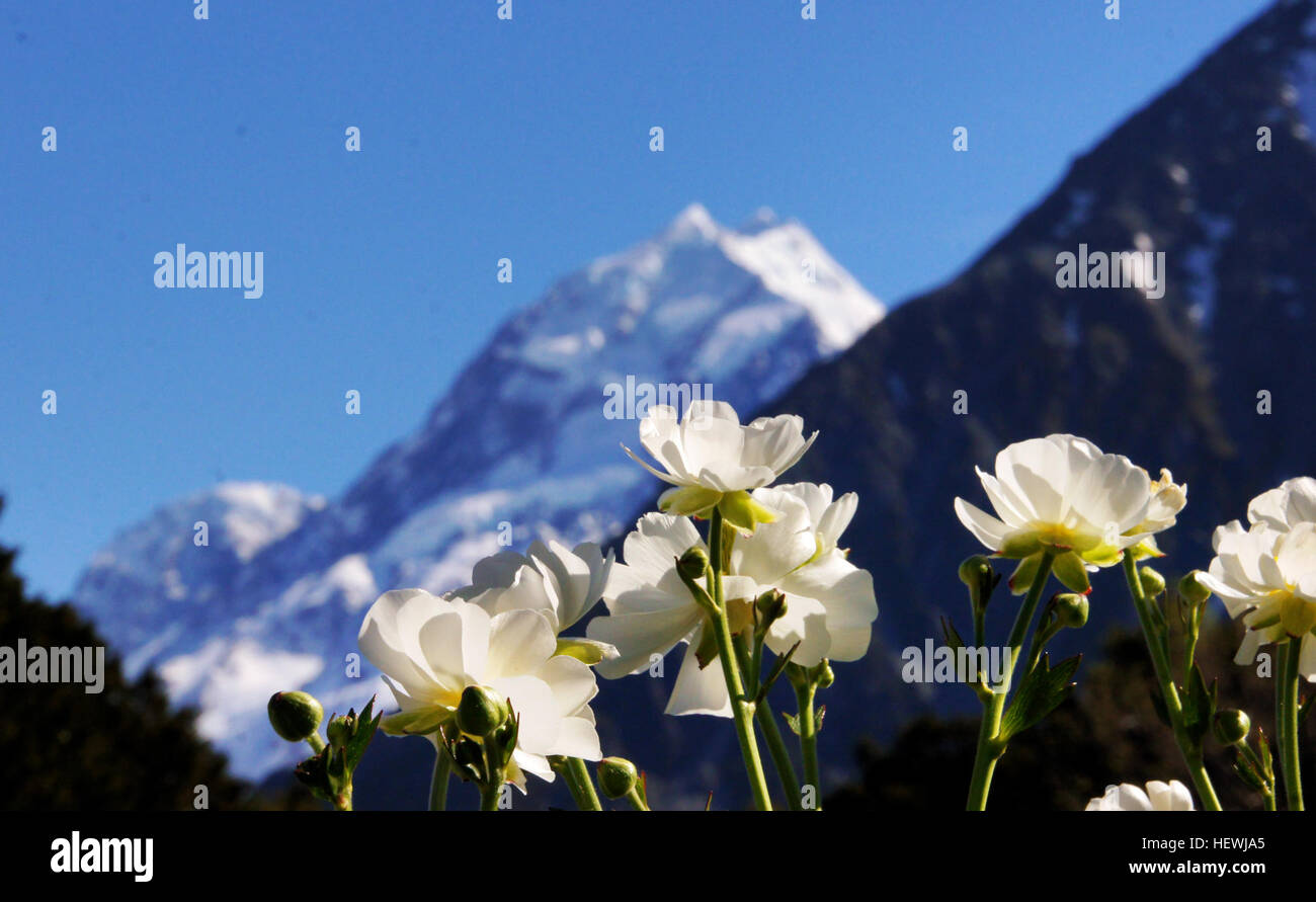 The photo captures the delicate beauty of the Mount Cook lily, also ...
