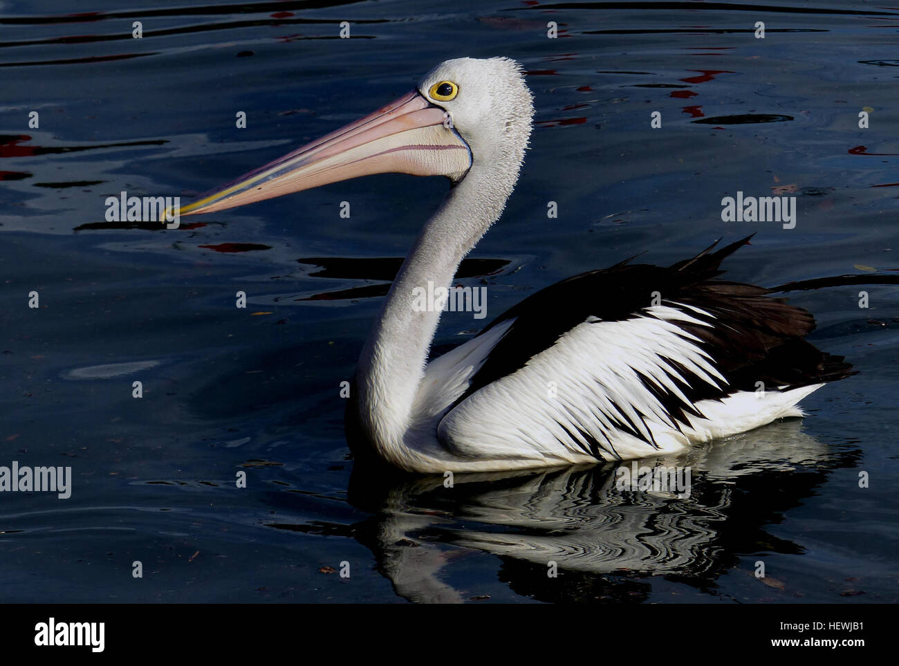 Dark body pelican hi-res stock photography and images - Alamy