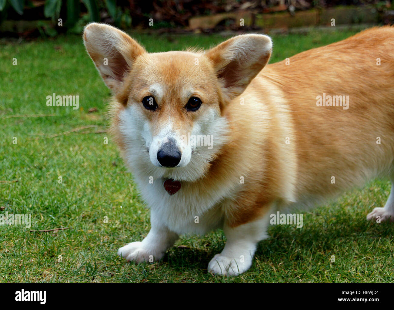The Pembroke Welsh Corgi is a herding dog from Pembrokeshire, Wales. It ...