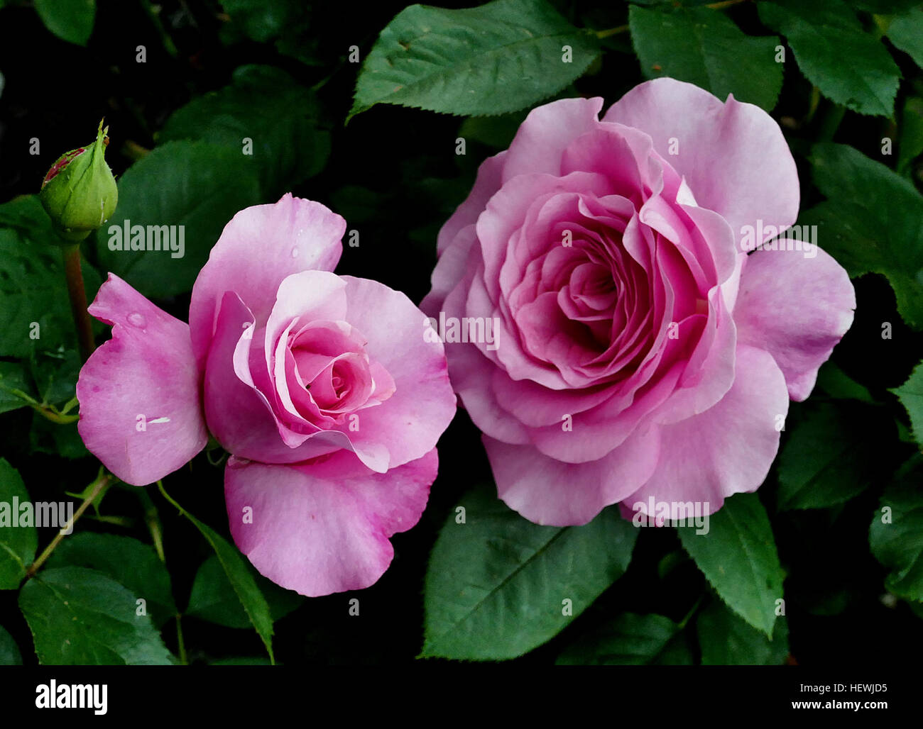 'My Girl' is a hybrid tea rose known for its large, flat blooms in ...