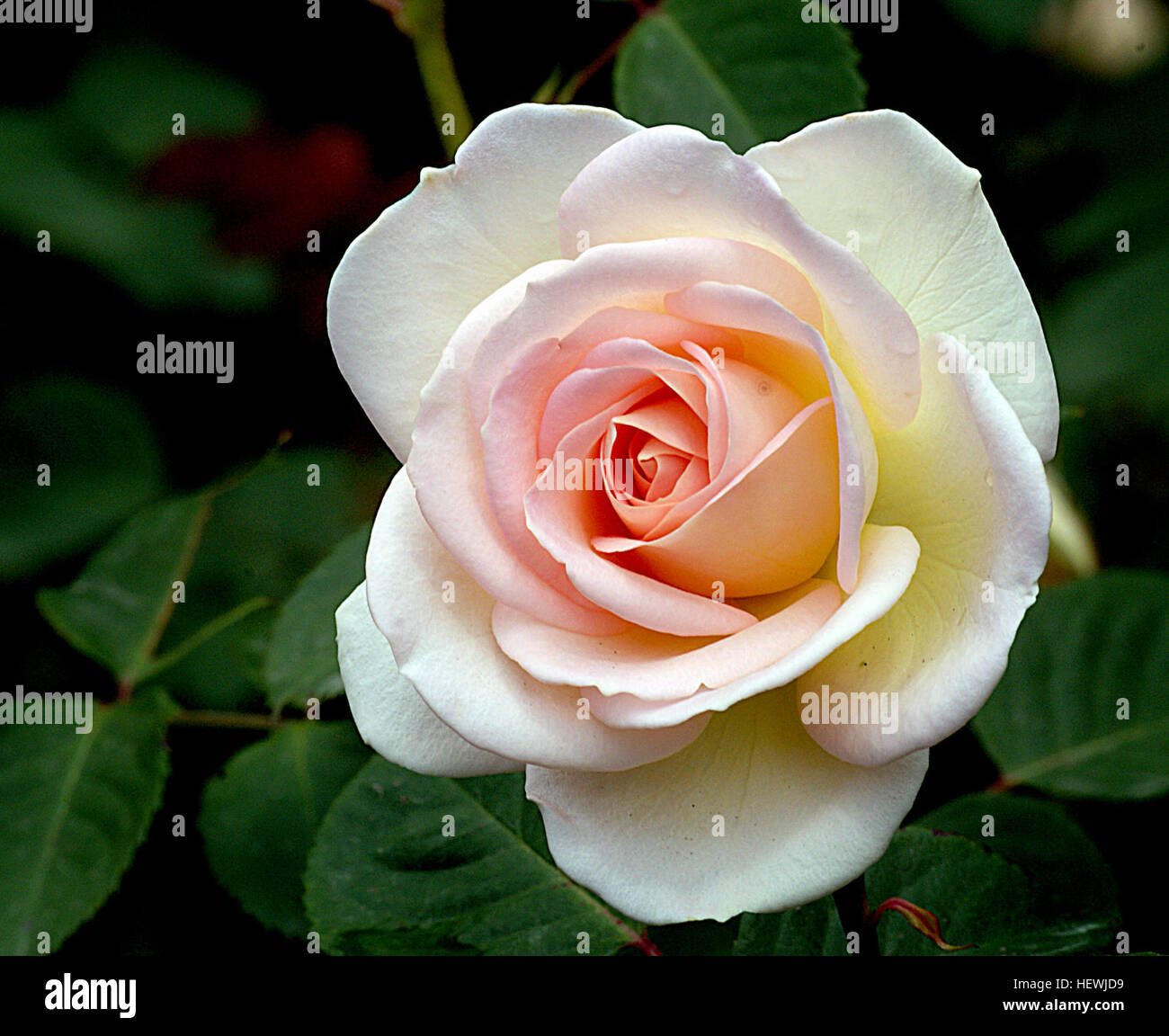 The Nancy Steen rose is a beautiful flower known for its delicate ...