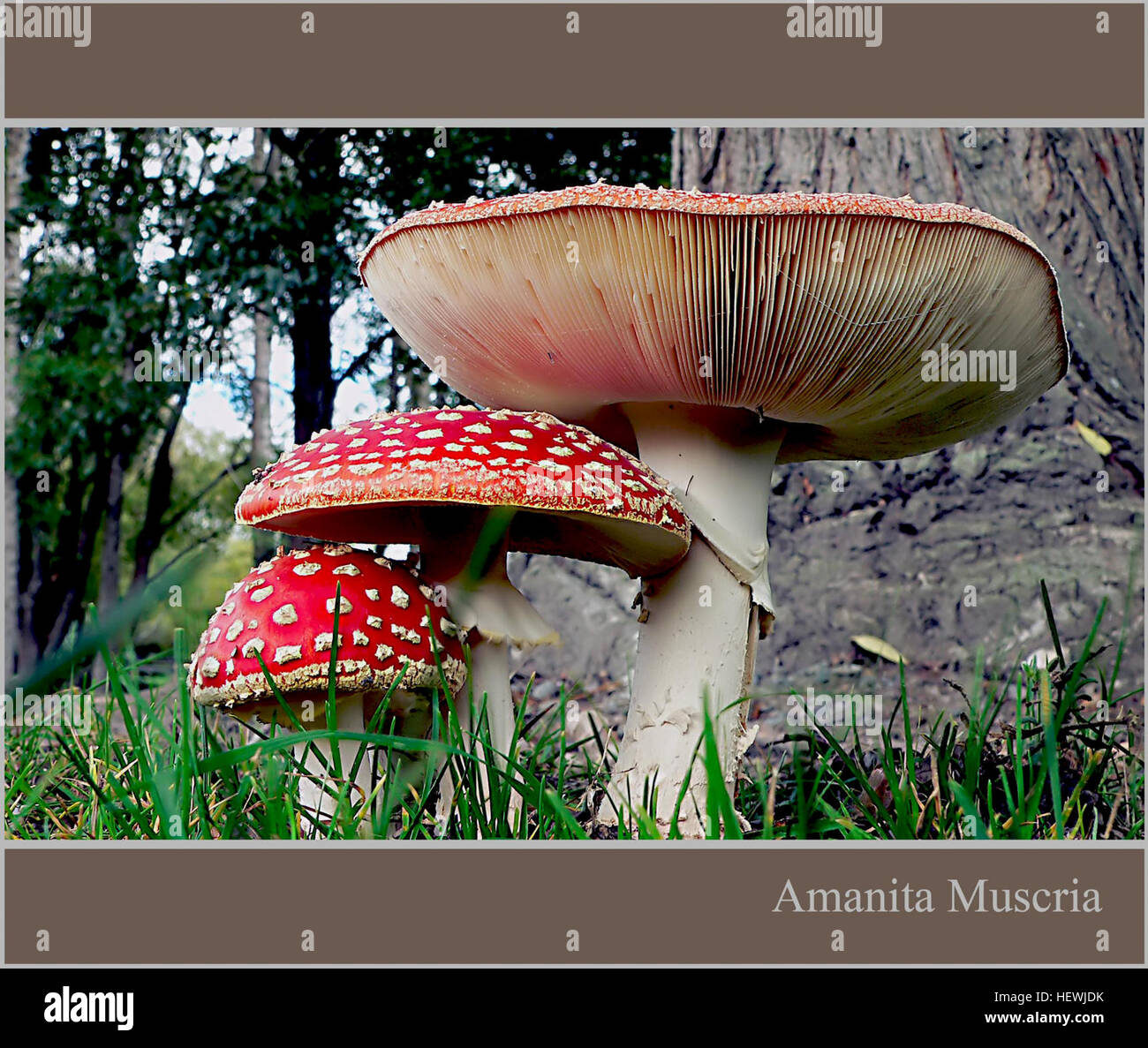 Amanita muscaria, also known as Fly Agaric, is a red-capped mushroom ...