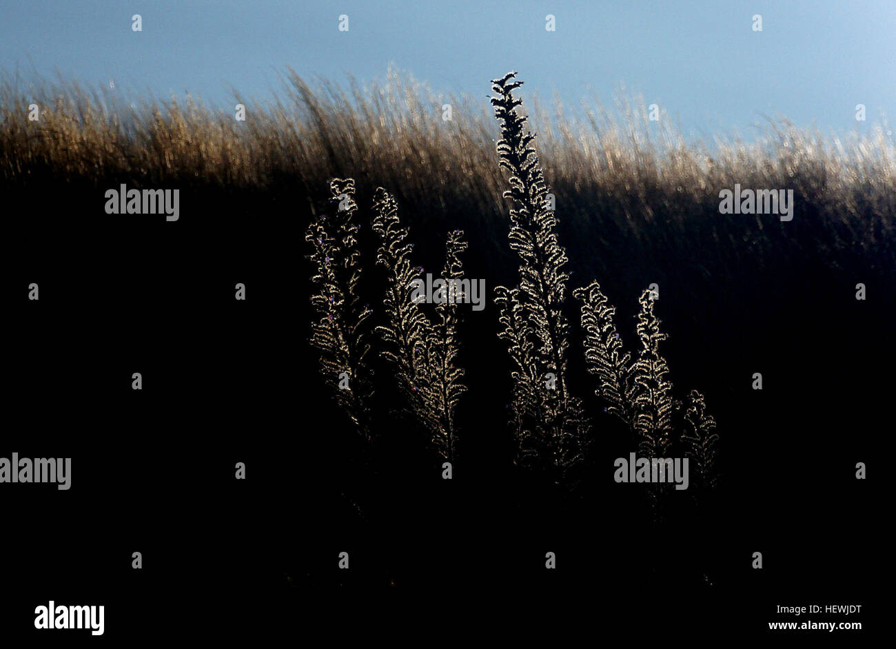 This image features a nature scene captured with backlighting ...