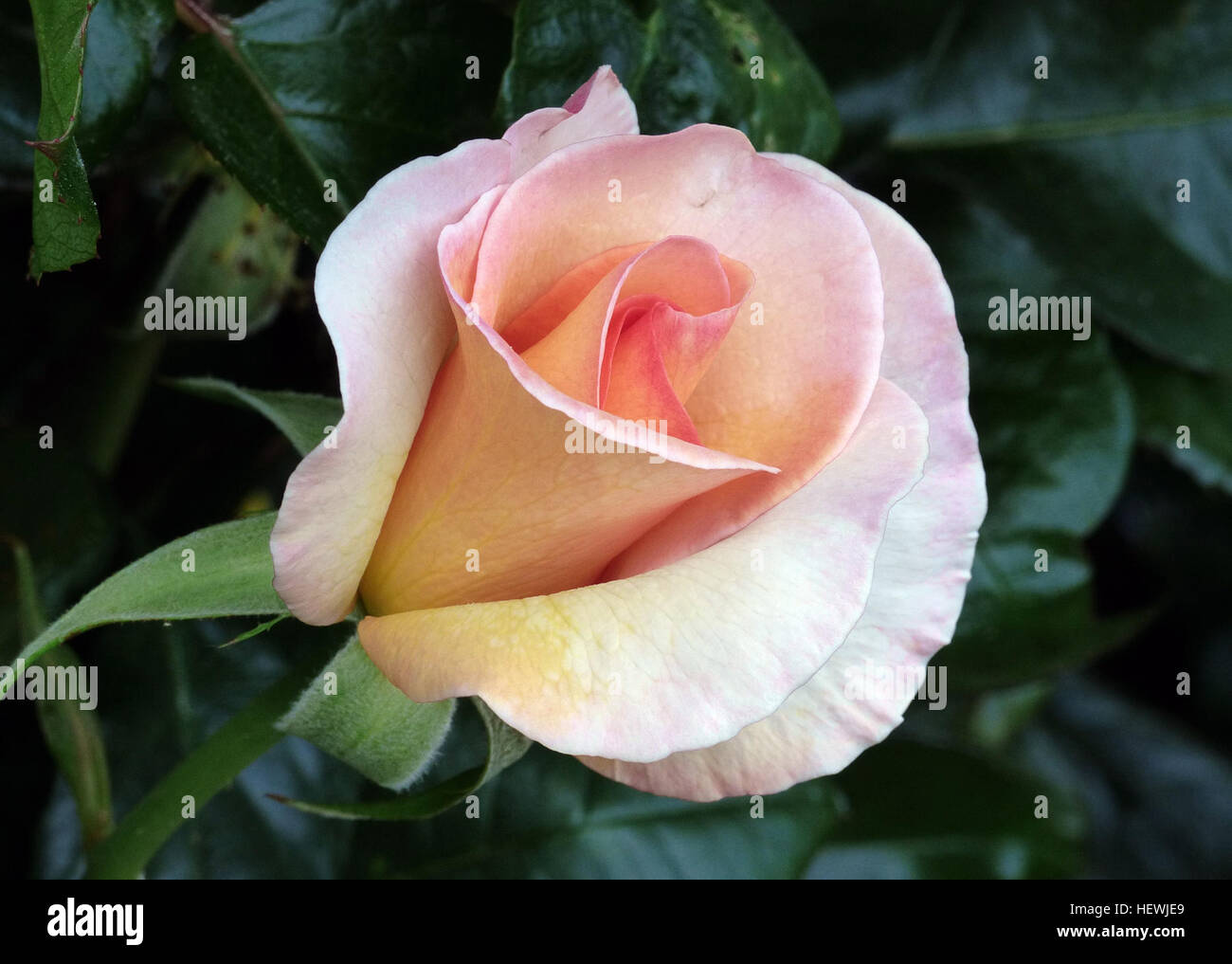 Nelson girls rose hi-res stock photography and images - Alamy