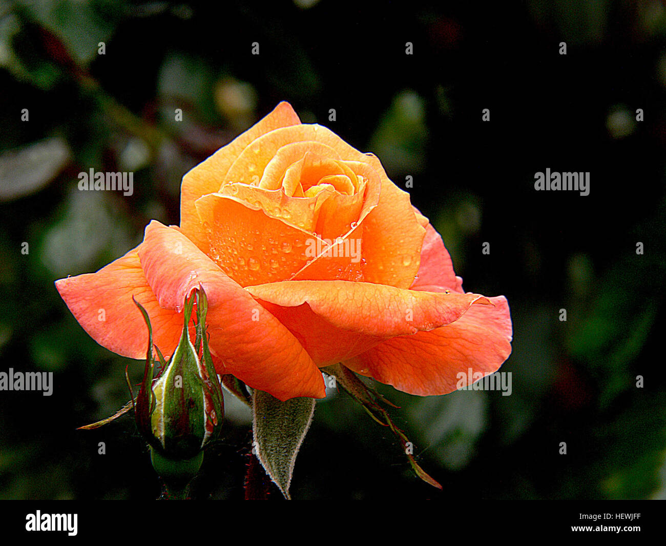 New Year Roses are a variety of roses that bloom around the New Year ...