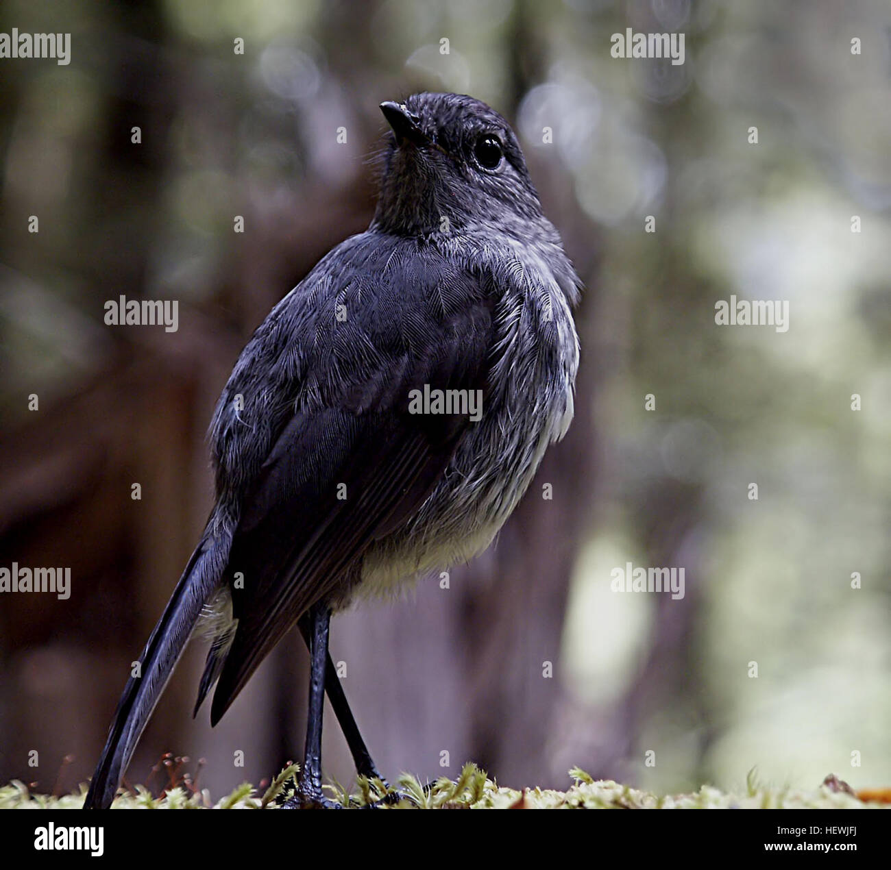 New zealand bush robin hi-res stock photography and images - Alamy