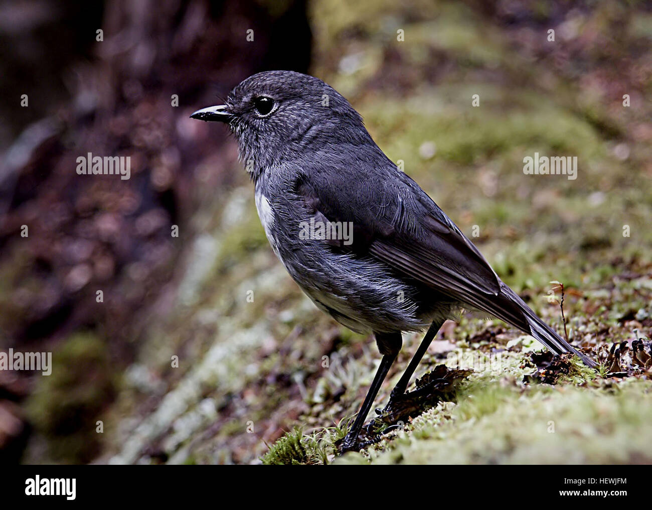 The New Zealand Bush Robin, a small native bird, is found in forests ...