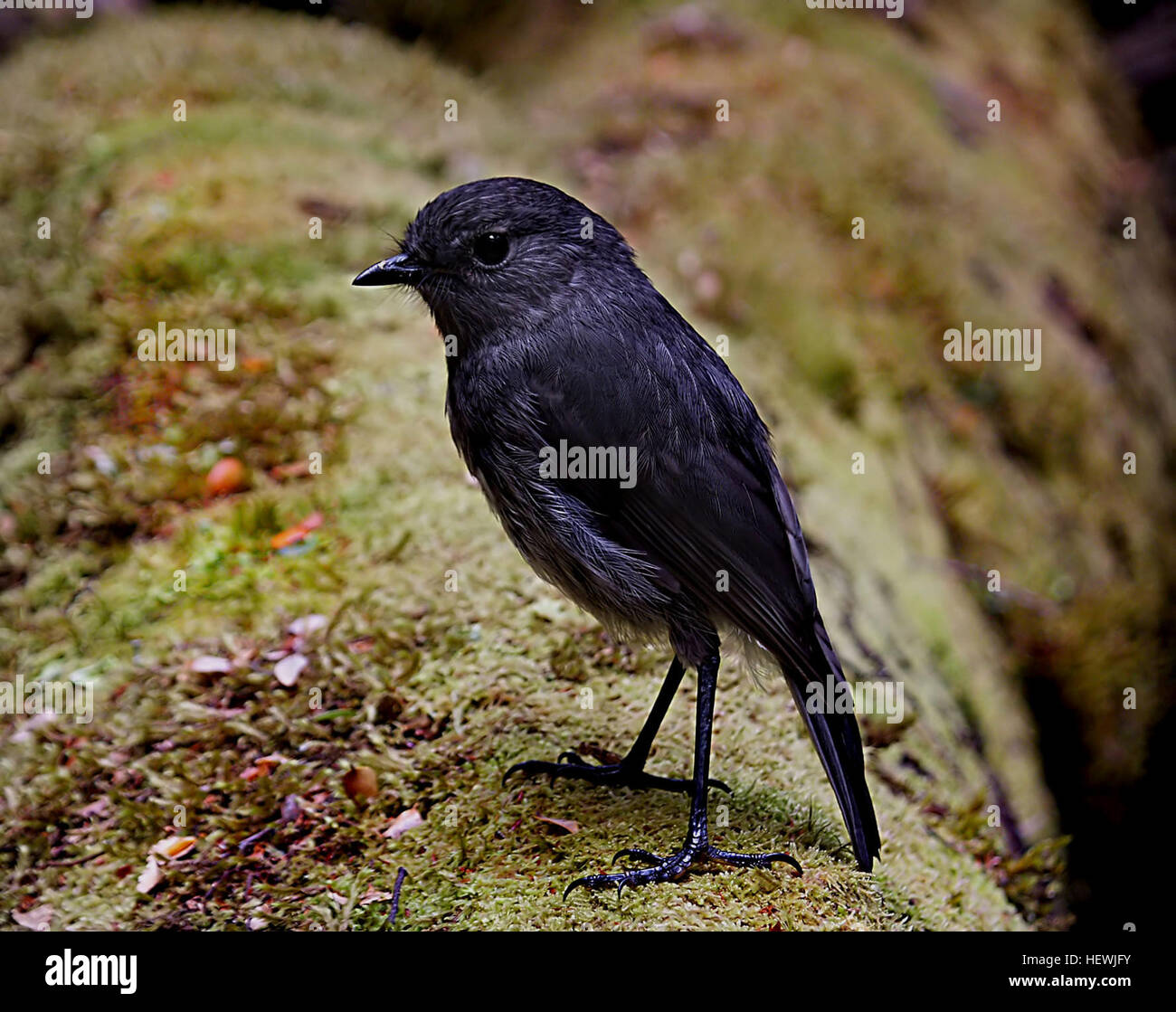 The New Zealand Bush Robin, also known as the Tomtit, is a small bird ...