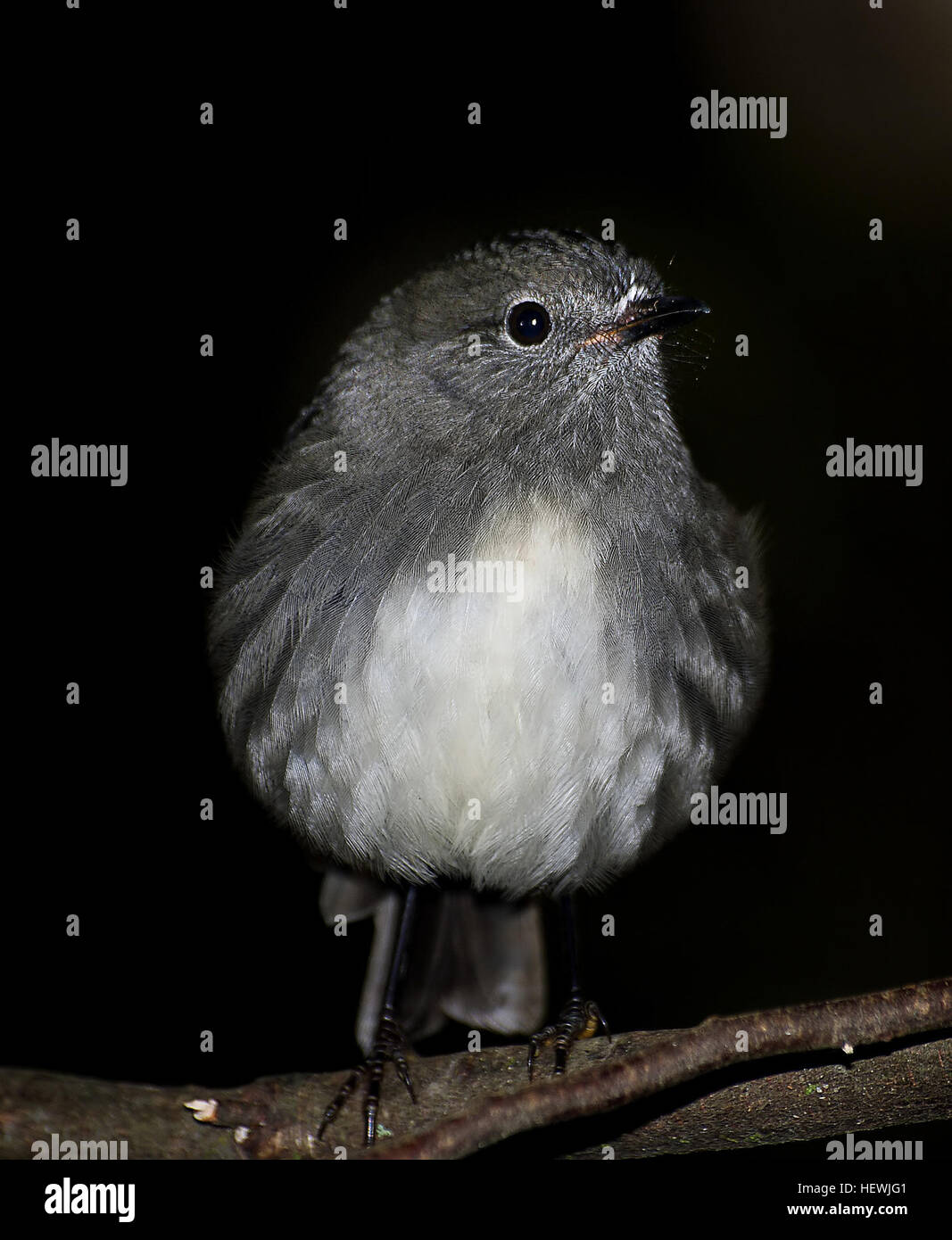 New zealand robin with prey hi-res stock photography and images - Alamy