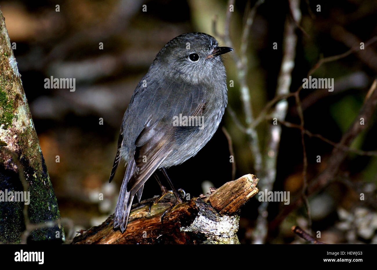Australian robin family hi-res stock photography and images - Alamy
