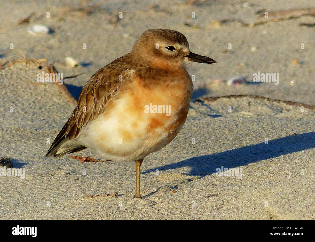 The New Zealand dotterel is a shorebird found on the eastern beaches of ...