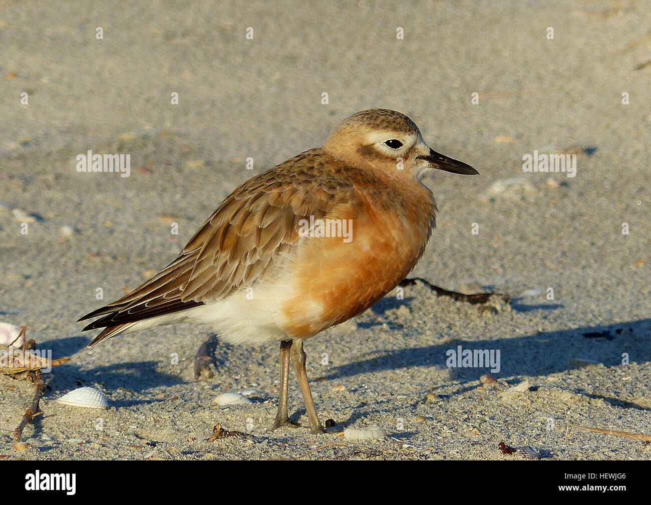 New zealand dotterel subspecies hi-res stock photography and images - Alamy