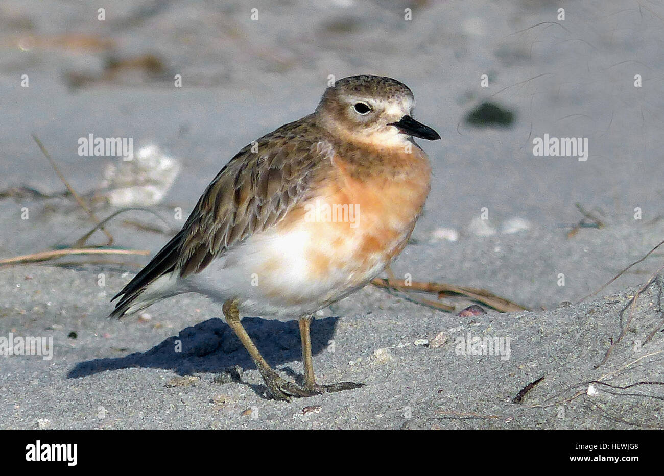 New zealand dotterel subspecies hi-res stock photography and images - Alamy