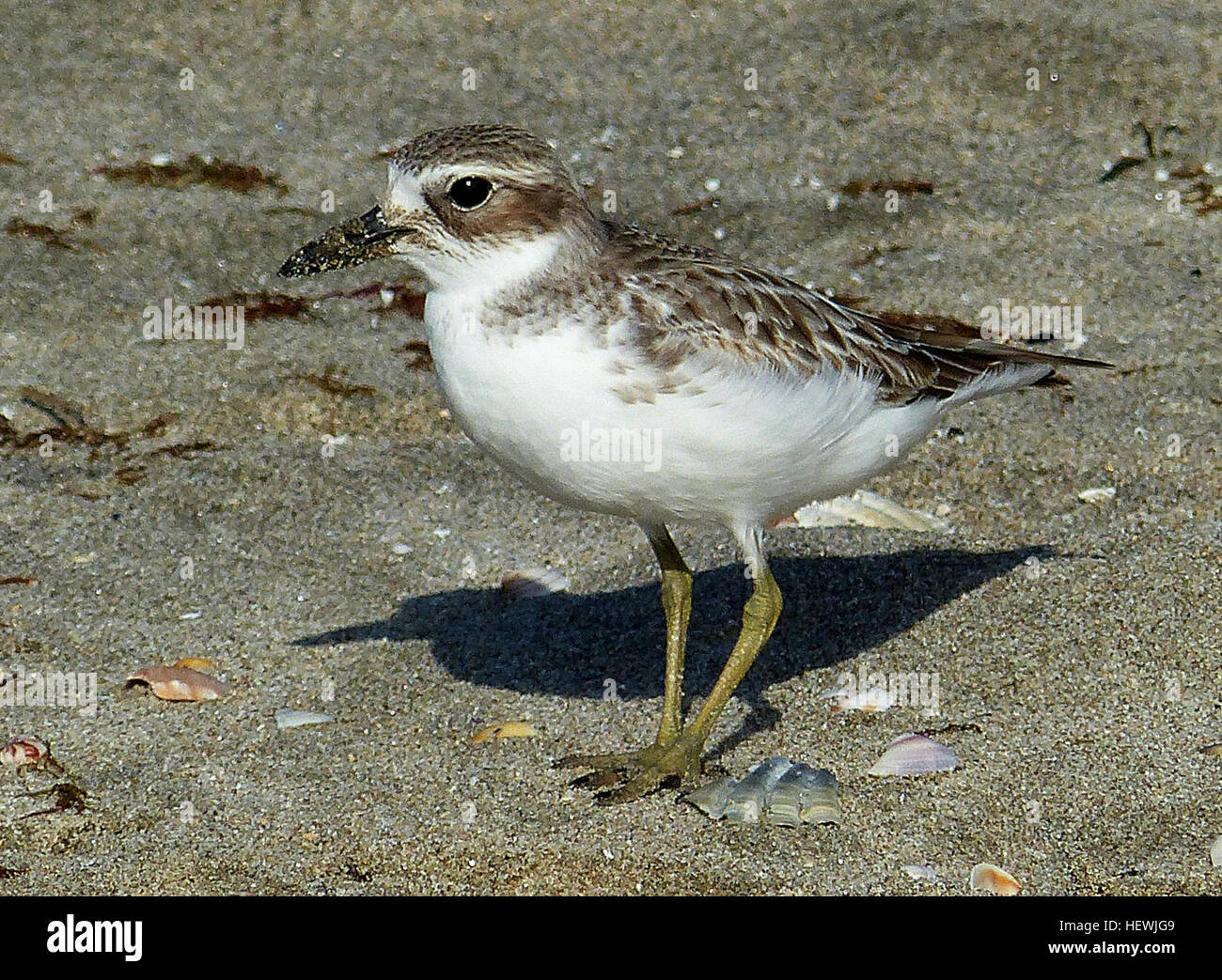 New zealand dotterel subspecies hi-res stock photography and images - Alamy