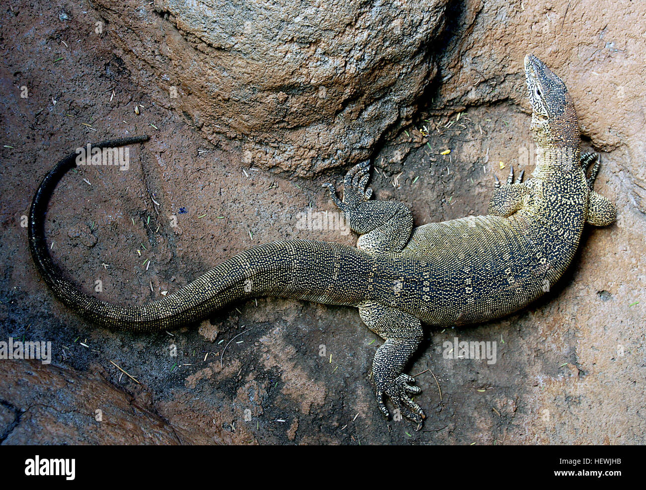 The Nile monitor lizard, the largest lizard in Africa, grows up to 7 ...