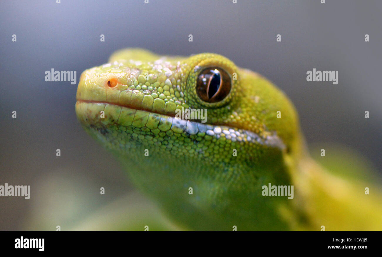 The Northland Green Gecko, native to New Zealand's Northland region, is ...