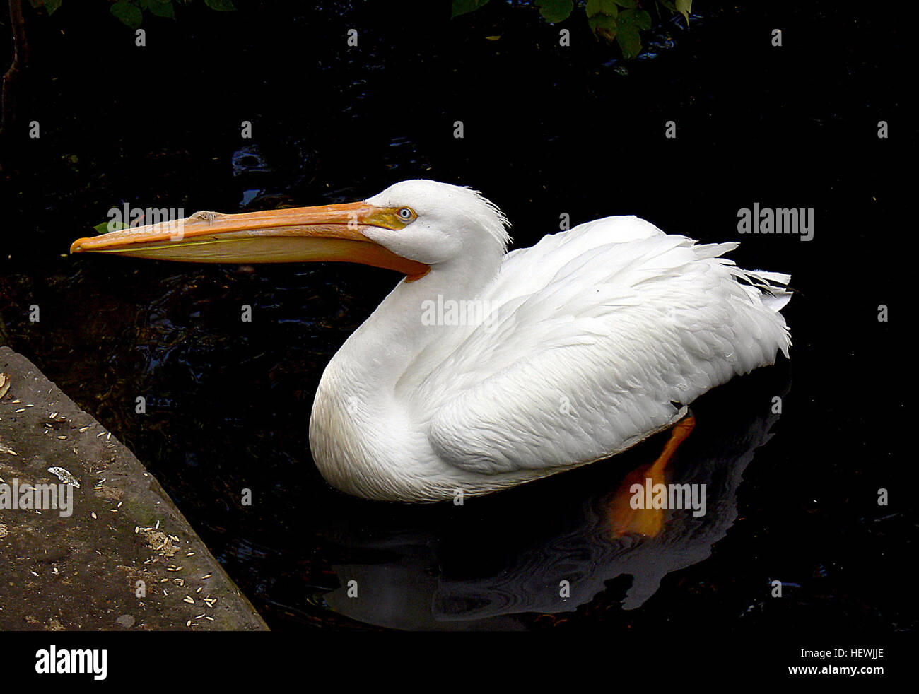9 foot wingspan hi-res stock photography and images - Alamy
