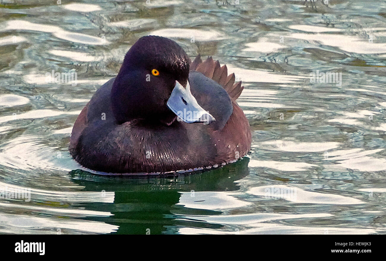 Photography capturing a wide range of scenes, from landscapes to close ...