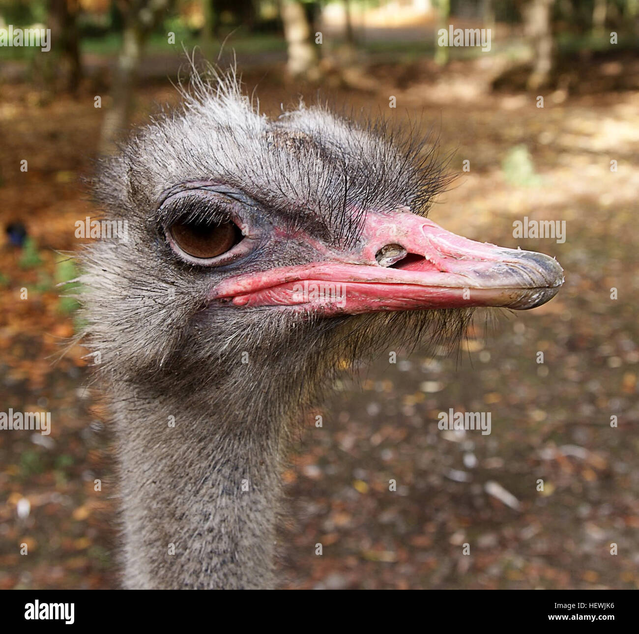 Ratite Family High Resolution Stock Photography and Images - Alamy