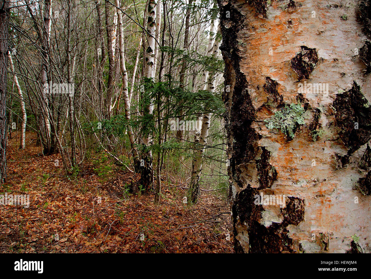 Family betulaceae hi-res stock photography and images - Alamy