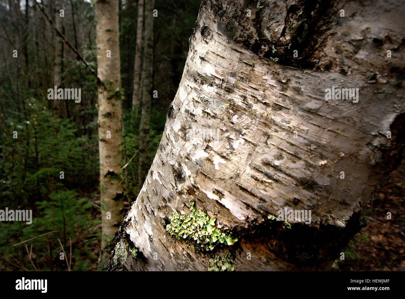 In the family betulaceae hi-res stock photography and images - Alamy