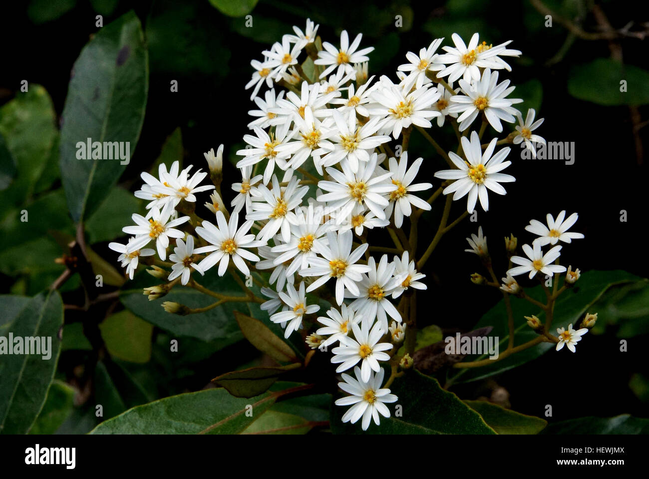 Indigenous australia family hi-res stock photography and images - Alamy