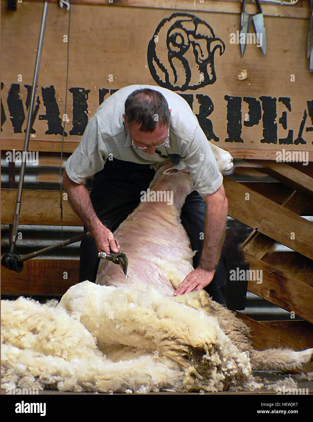 Sheep shearing process woollen hi-res stock photography and images - Alamy