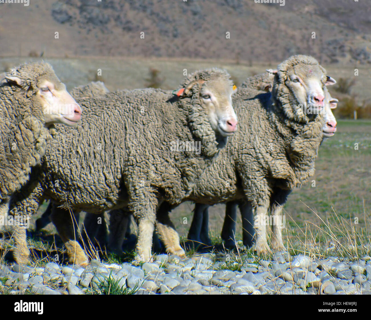 Marino sheep hi-res stock photography and images - Alamy
