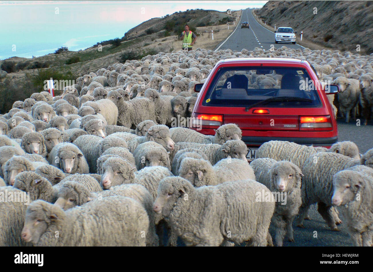 A flock of sheep on a New Zealand road showcases the country's ...