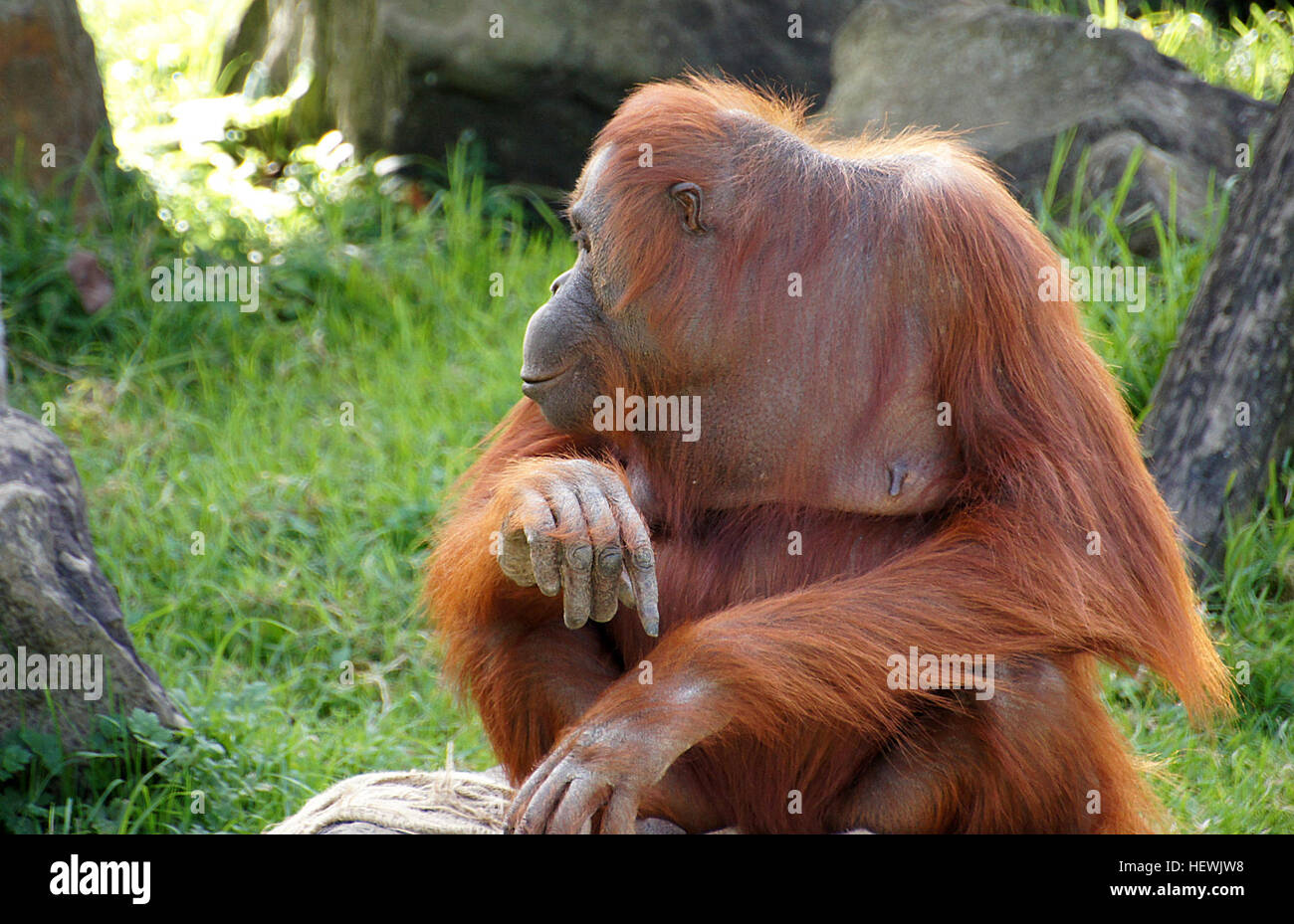 This photograph captures an orangutan, a type of great ape, in a zoo ...