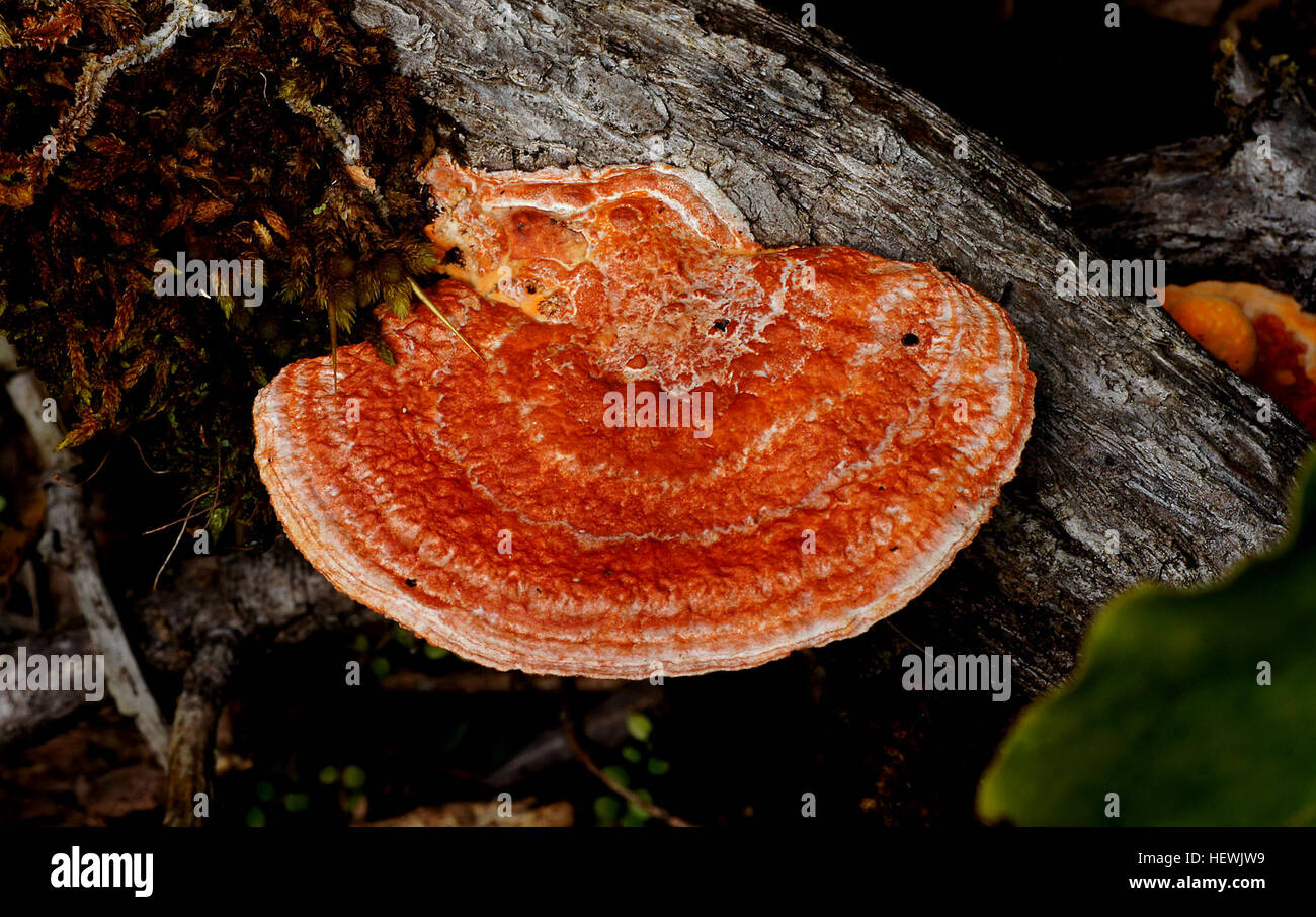 Phylum basidiomycota hi-res stock photography and images - Alamy
