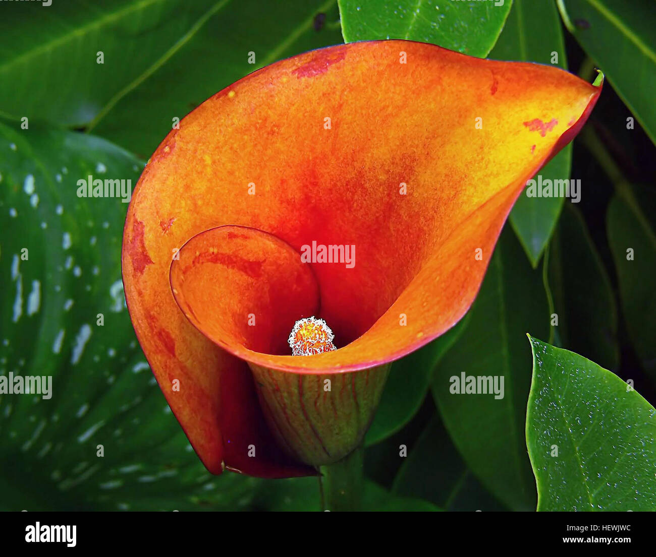 Fotos Fotos Calla Calla Lily Flowers Bulbs At ₹ 35/piece | Flower