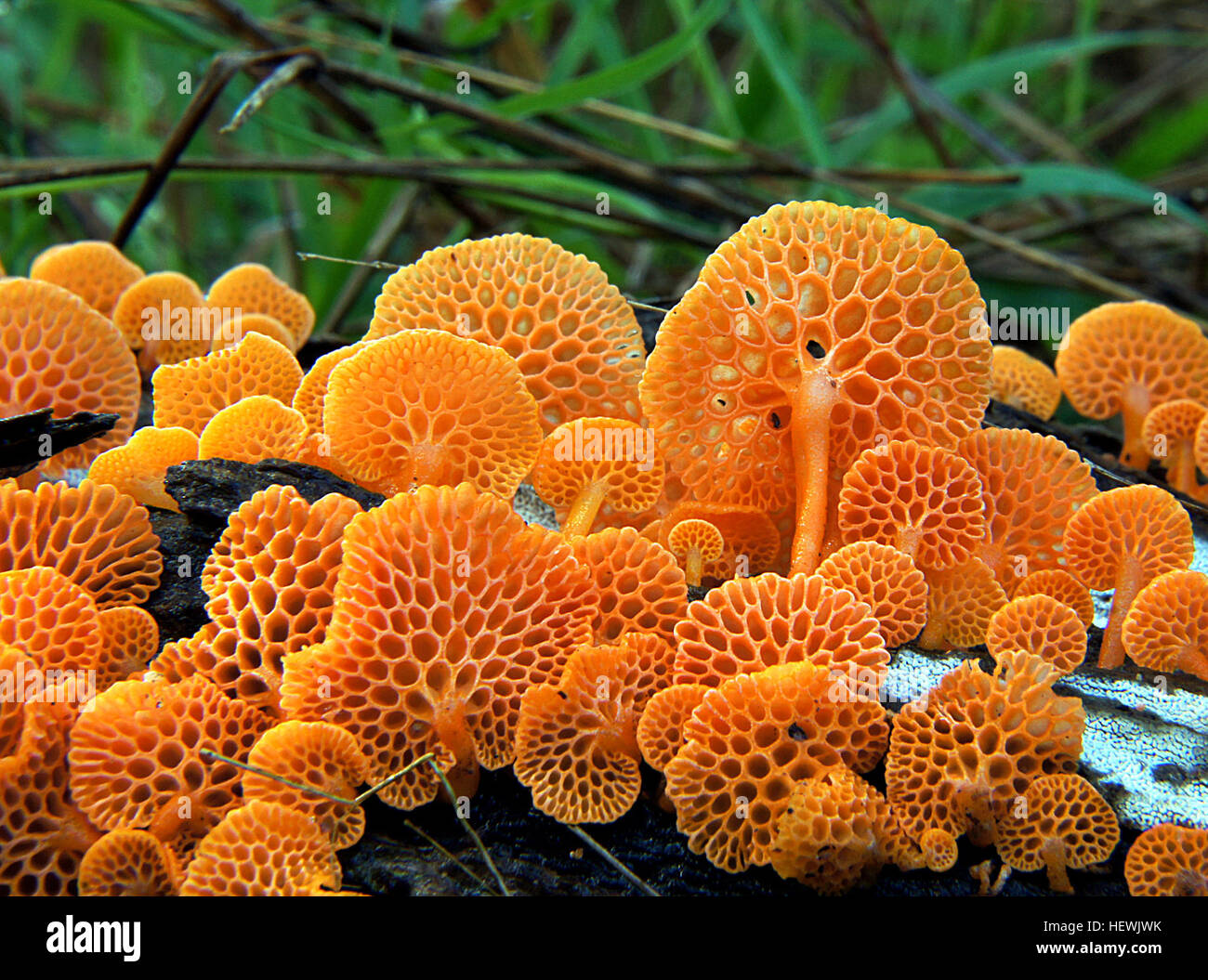 Orange pore fungus hi-res stock photography and images - Alamy