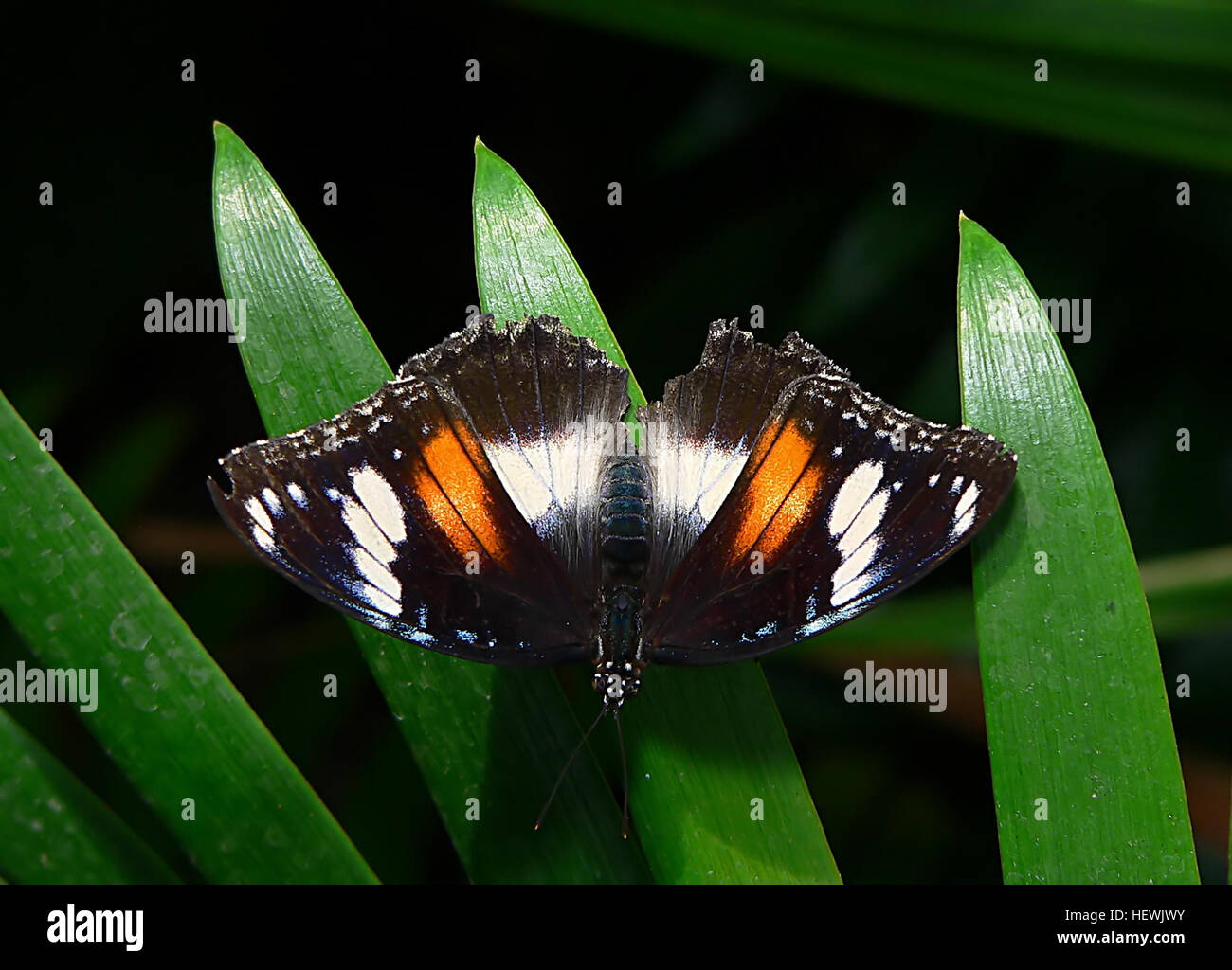 A macro photograph capturing the intricate details of butterflies and ...