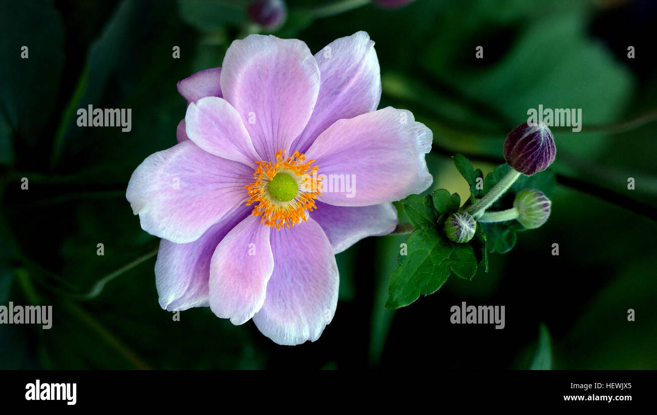 The Hybrid Anemone, a spring-flowering bulb from the Ranunculaceae ...