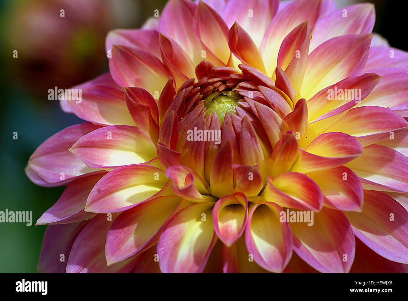 A photograph of dahlias in full bloom, showcasing vibrant flowers in a ...
