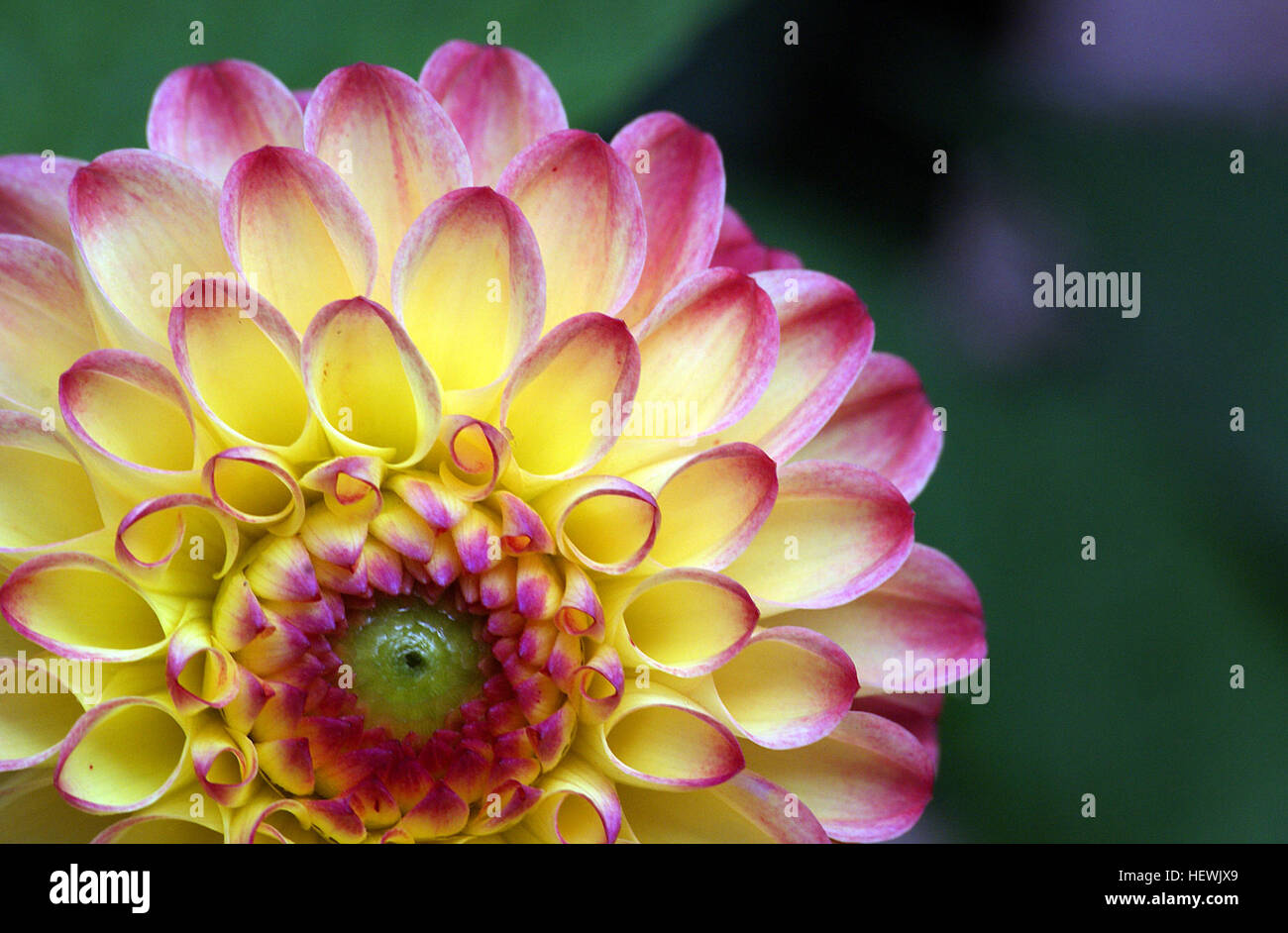 Horticultural excellence hi-res stock photography and images - Alamy