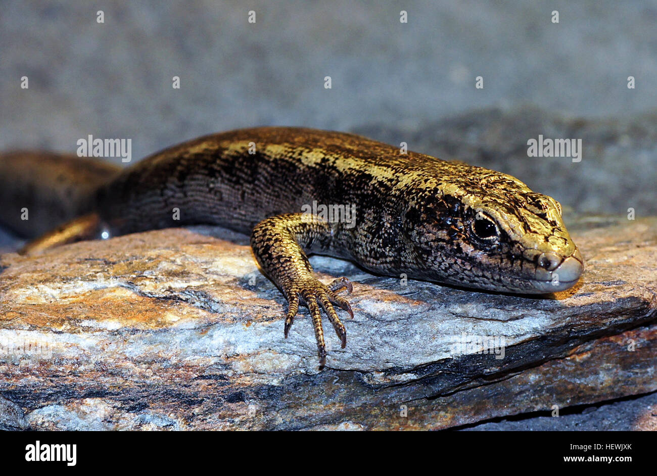 Largest lizards hi-res stock photography and images - Alamy