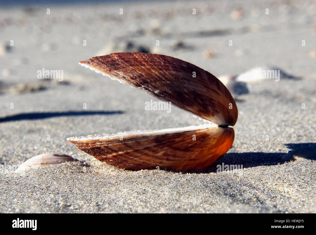 This image captures a beach scene featuring shells scattered along the ...