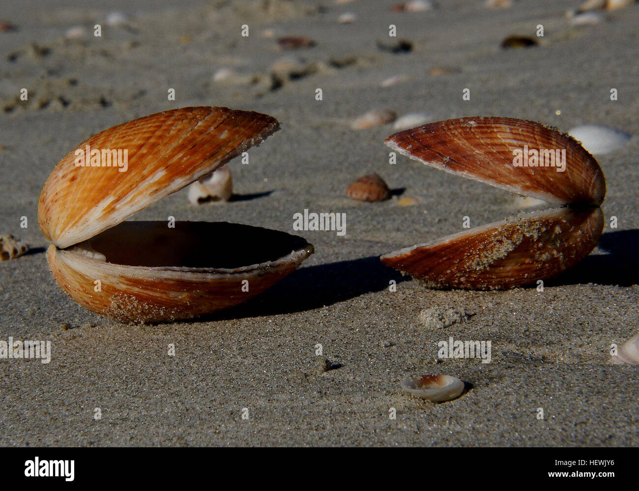 Sandy beach scene featuring hi-res stock photography and images - Alamy