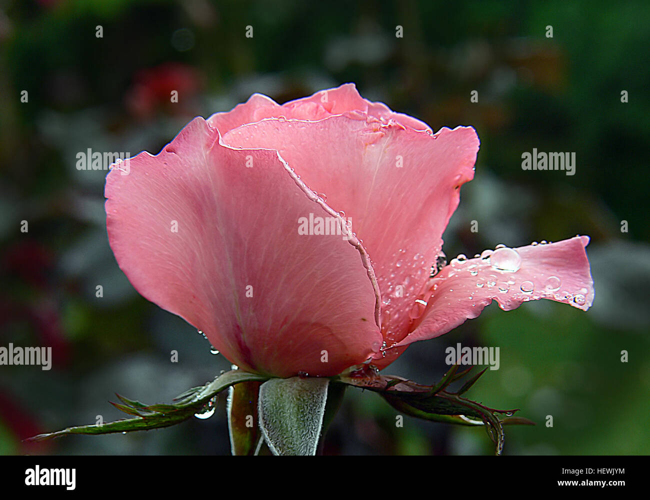 Roses, a genus of woody perennials, belong to the Rosaceae family and ...