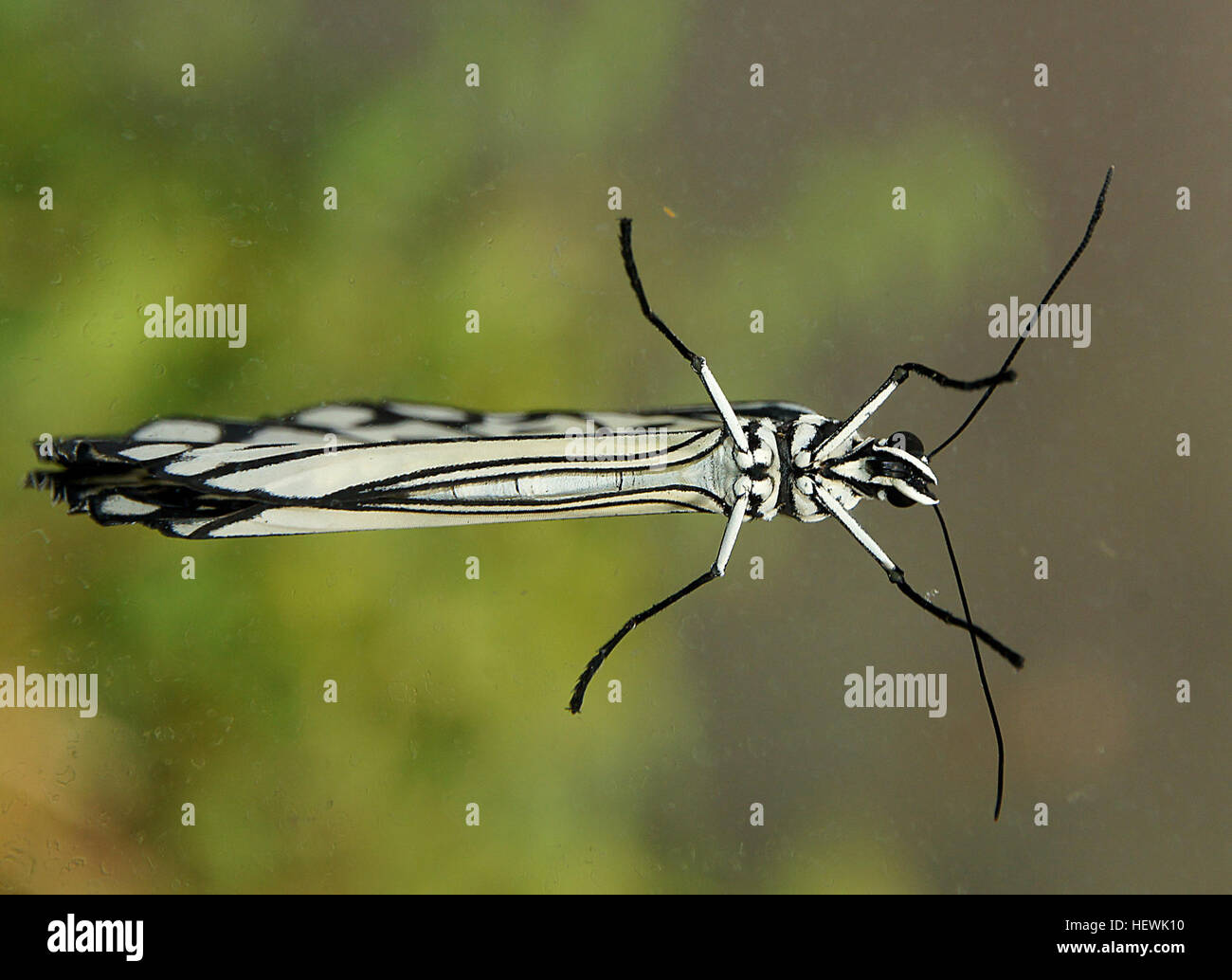 Large tree nymph butterflies hi-res stock photography and images - Alamy