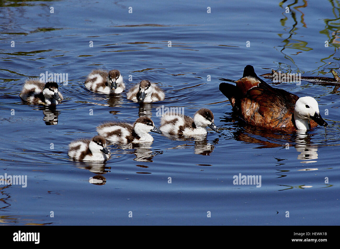 The paradise shelduck, a freshwater and coastal species native to New ...