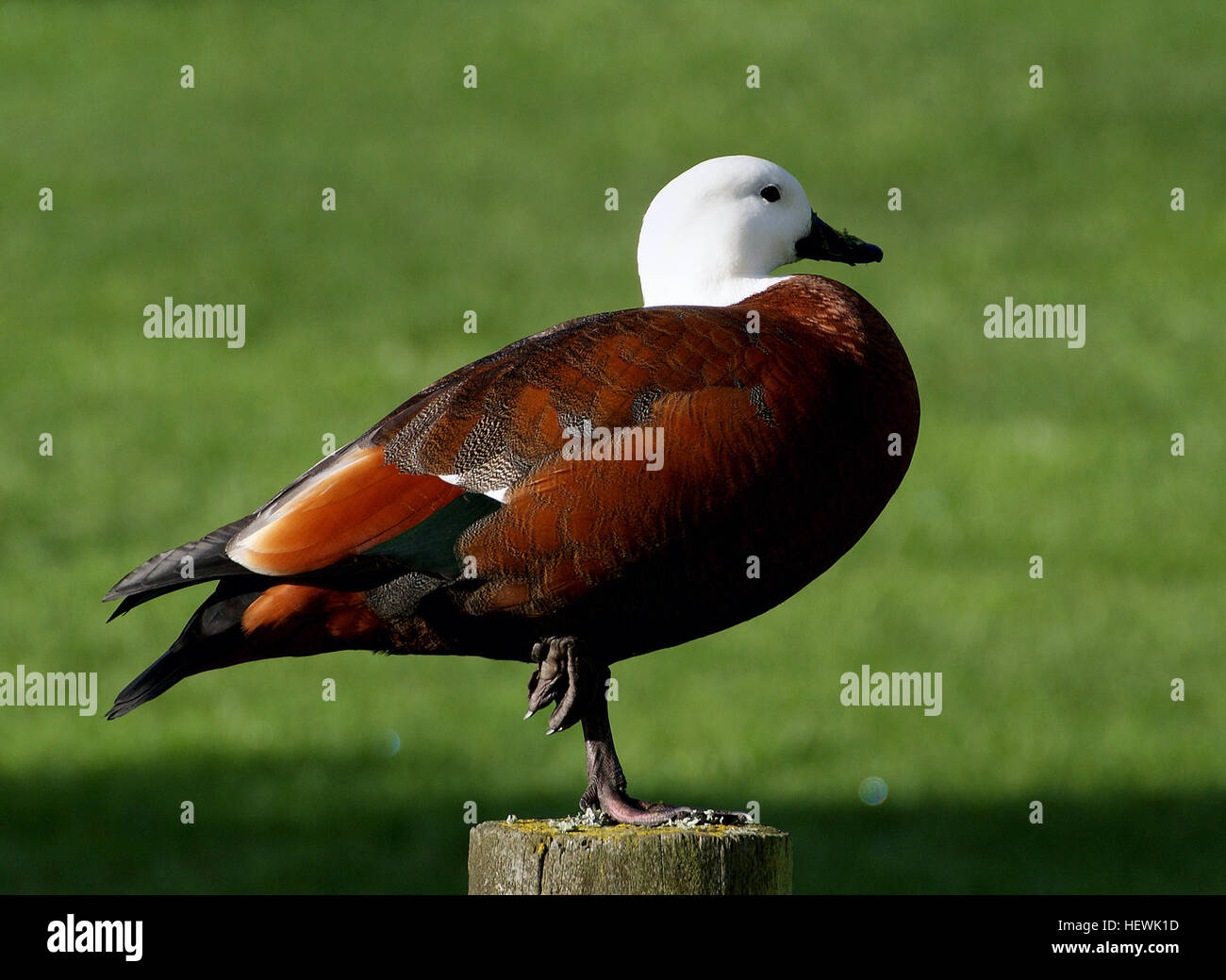 New zealands native bird hi-res stock photography and images - Alamy