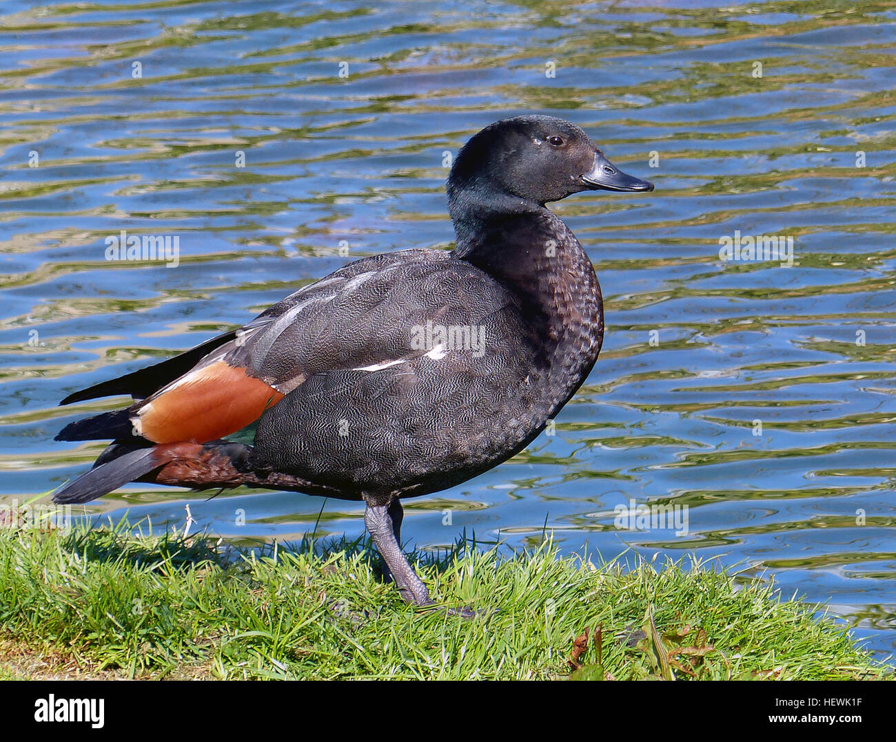 The paradise shelduck, native to New Zealand, is a large, goose-like ...